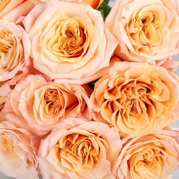 Shimmer Peach Rose Bouquet - MY BASKETS
